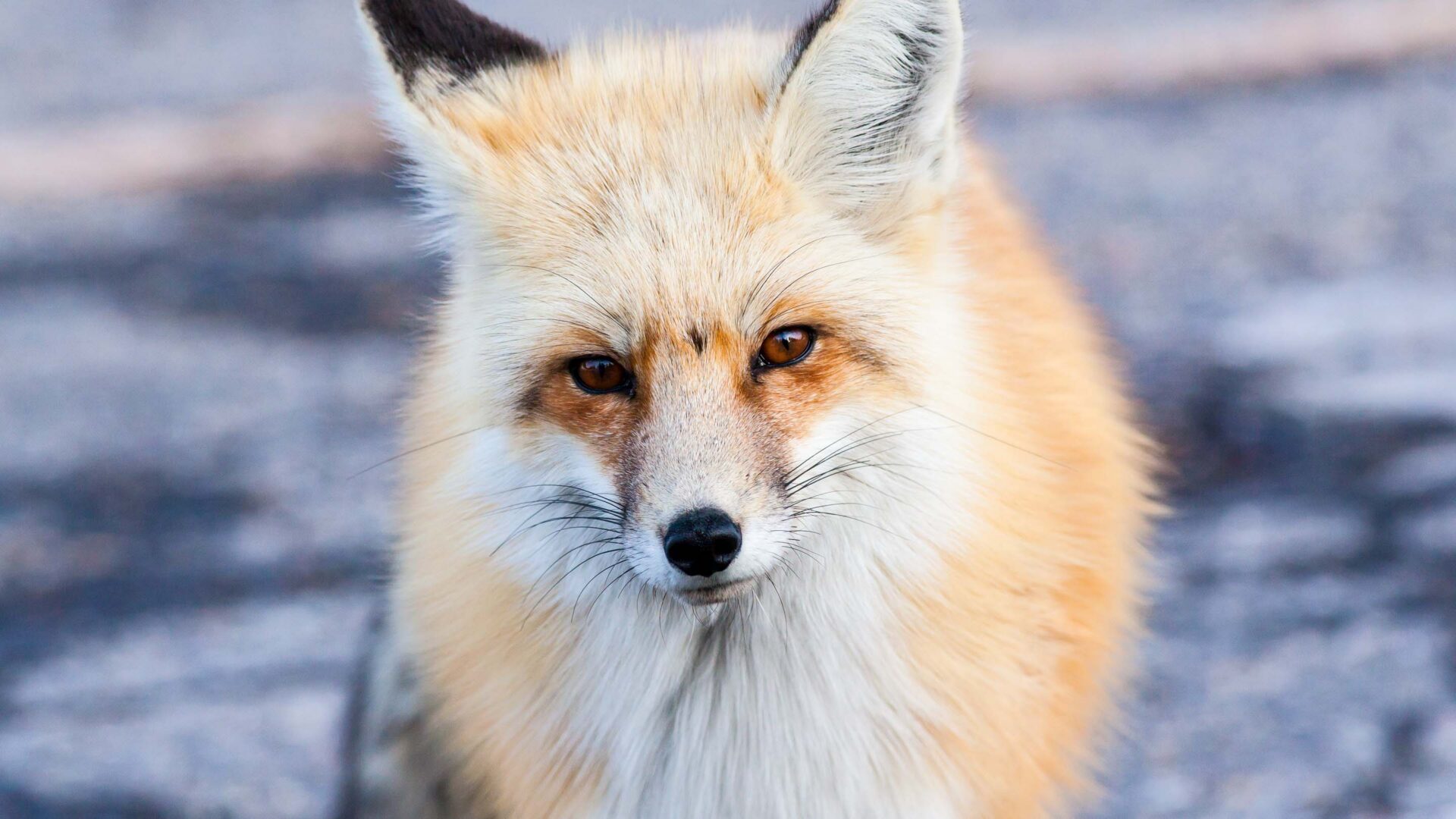Best of Jackson Hole Wildlife Safari Tour from Jackson